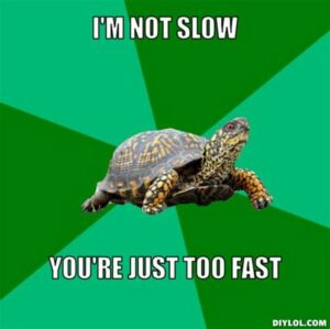 63 Funny Turtle Memes That Are Hilarious