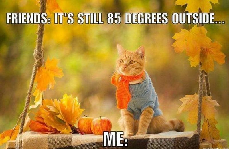 45 Funny Fall Memes for Autumn