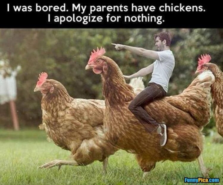 45 Funny Chicken Memes for 'Fowl' People