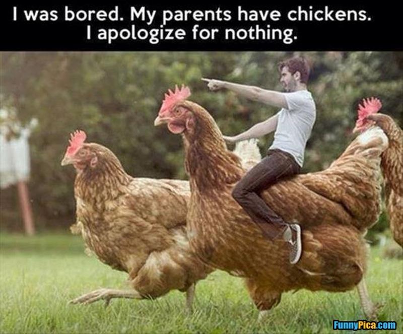 45 Funny Chicken Memes for 'Fowl' People