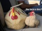 45 Funny Chicken Memes for 'Fowl' People