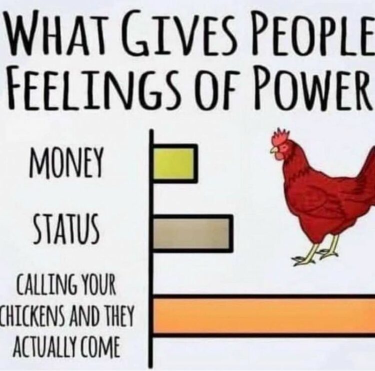 45 Funny Chicken Memes for 'Fowl' People