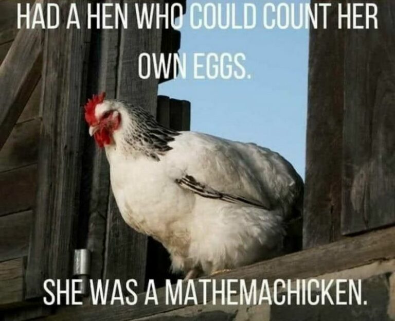 45 Funny Chicken Memes for 'Fowl' People