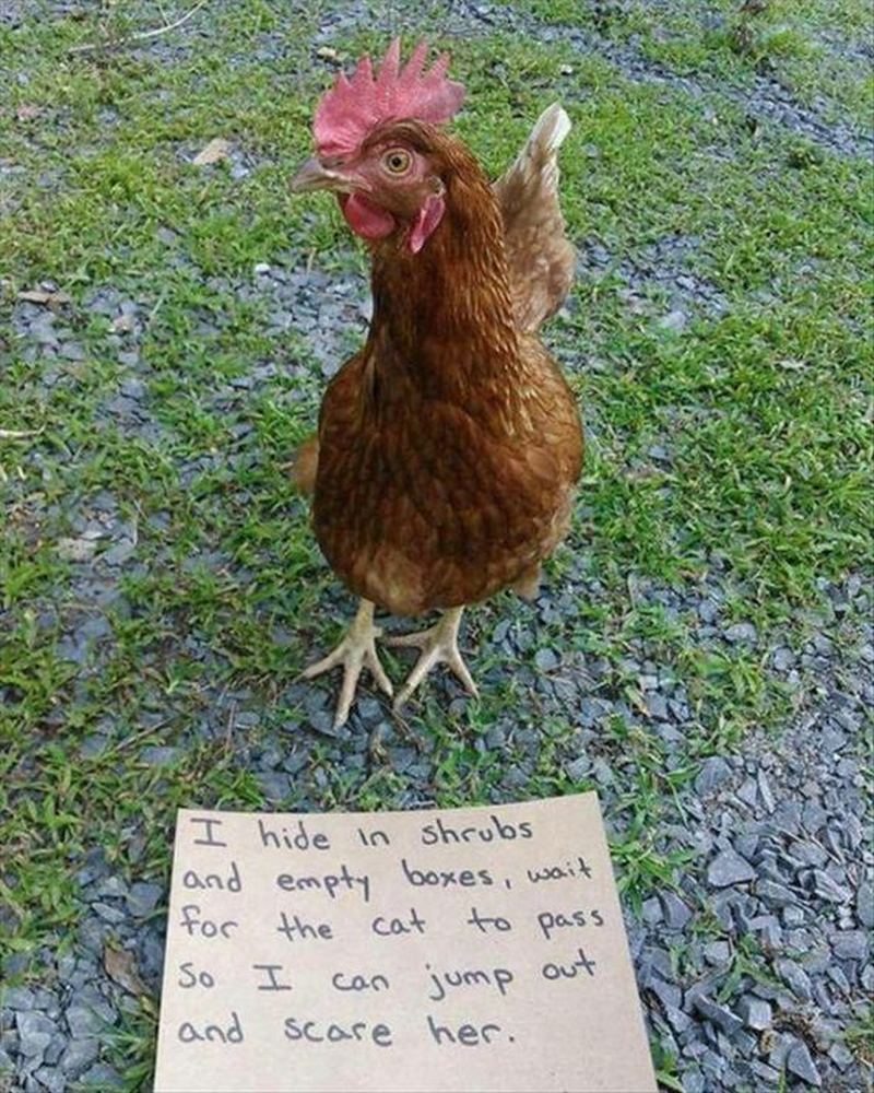 45 Funny Chicken Memes for 'Fowl' People