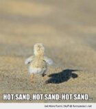45 Funny Chicken Memes for 'Fowl' People