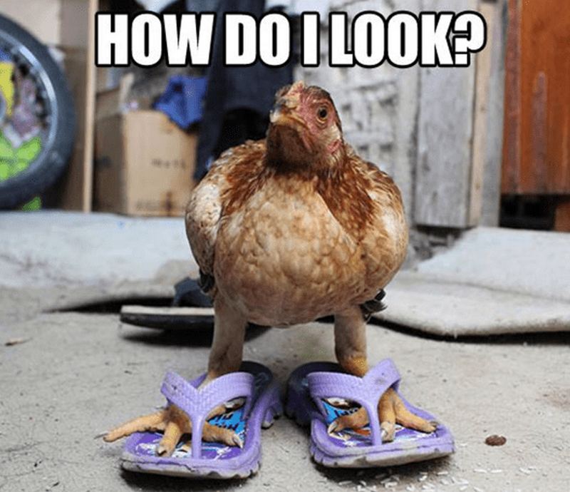45 Funny Chicken Memes for 'Fowl' People