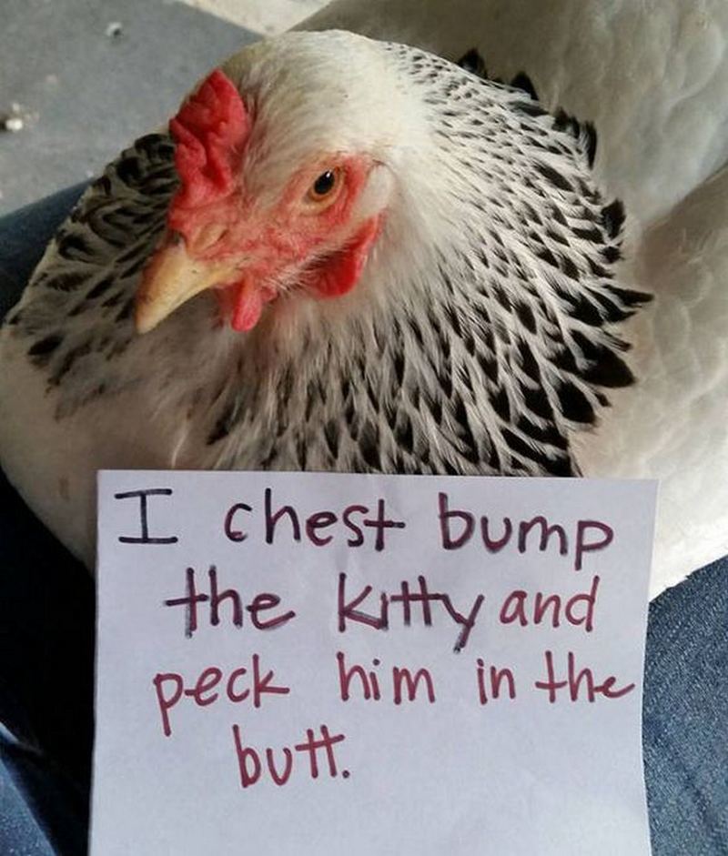 45 Funny Chicken Memes for 'Fowl' People