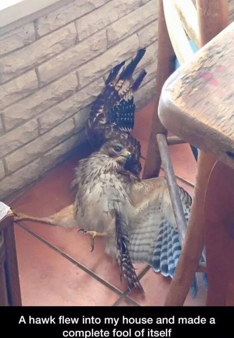 43 Funny Bird Memes for Bird Lovers