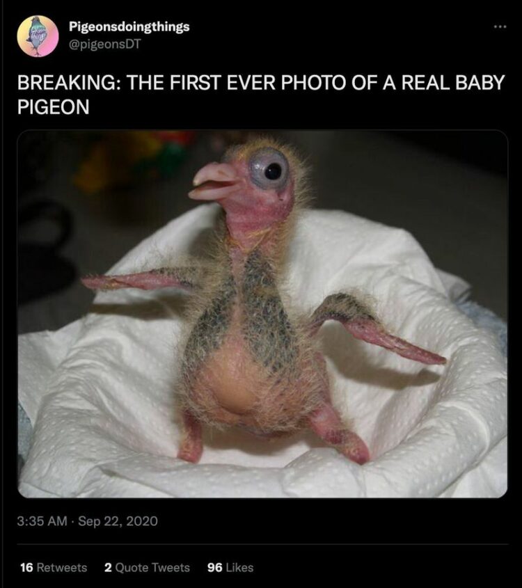 43 Funny Bird Memes for Bird Lovers