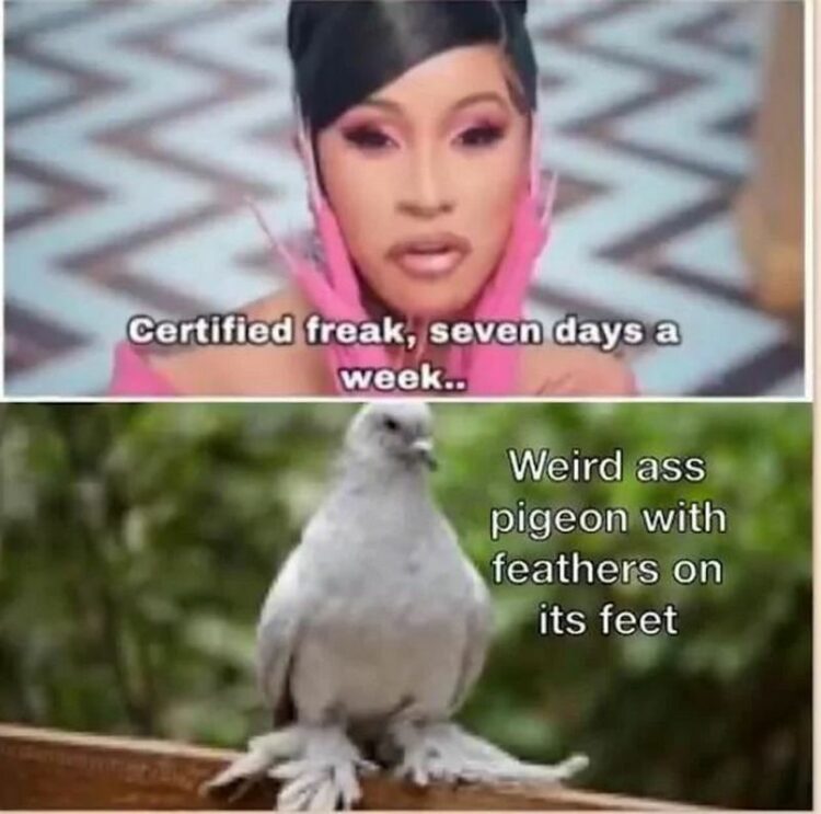 43 Funny Bird Memes for Bird Lovers