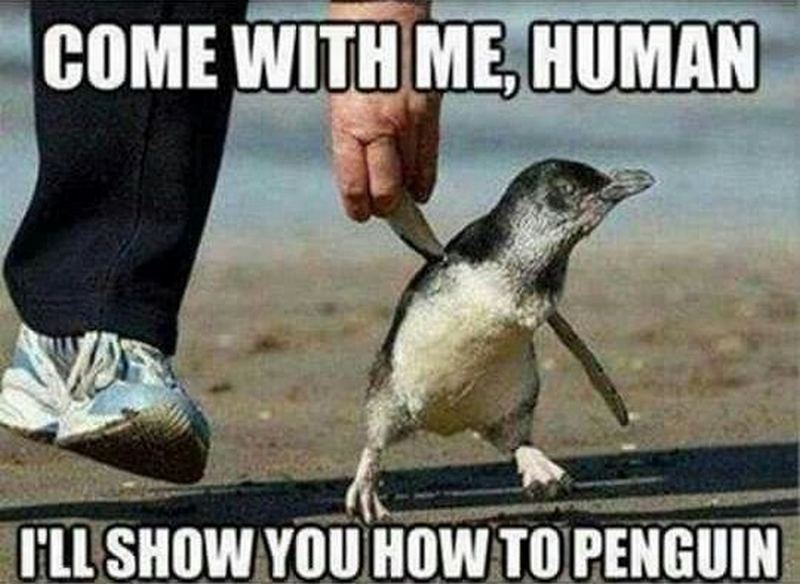 43 Funny Bird Memes for Bird Lovers