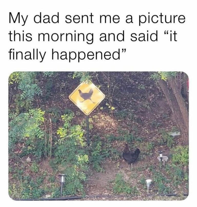 43 Funny Bird Memes for Bird Lovers