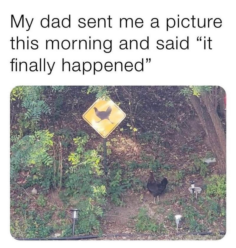 43 Funny Bird Memes for Bird Lovers