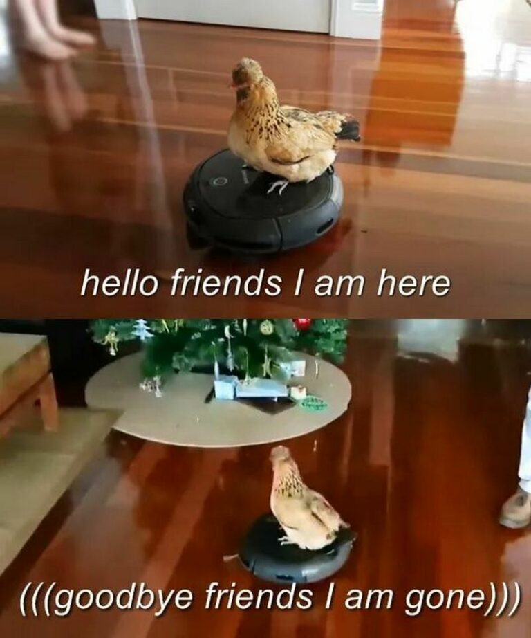 43 Funny Bird Memes for Bird Lovers