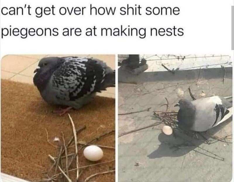 43 Funny Bird Memes for Bird Lovers