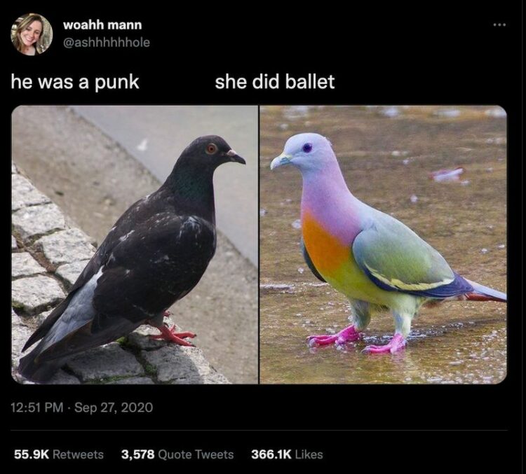 43 Funny Bird Memes for Bird Lovers
