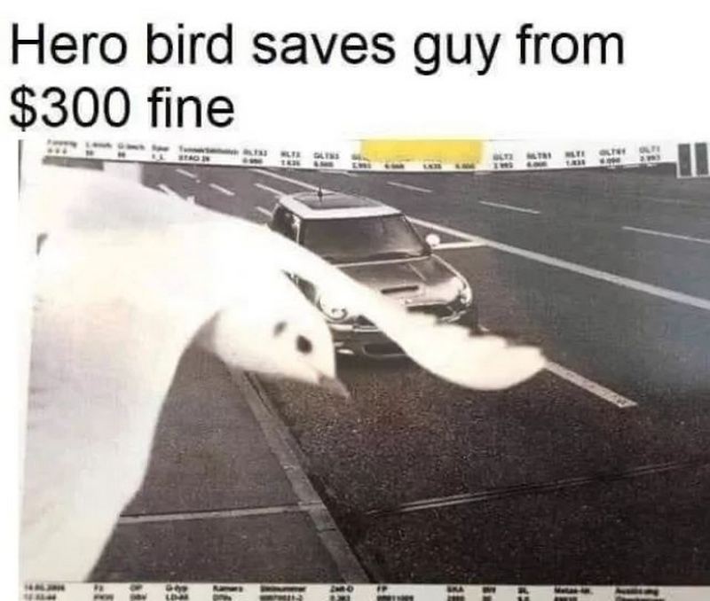 43 Funny Bird Memes for Bird Lovers