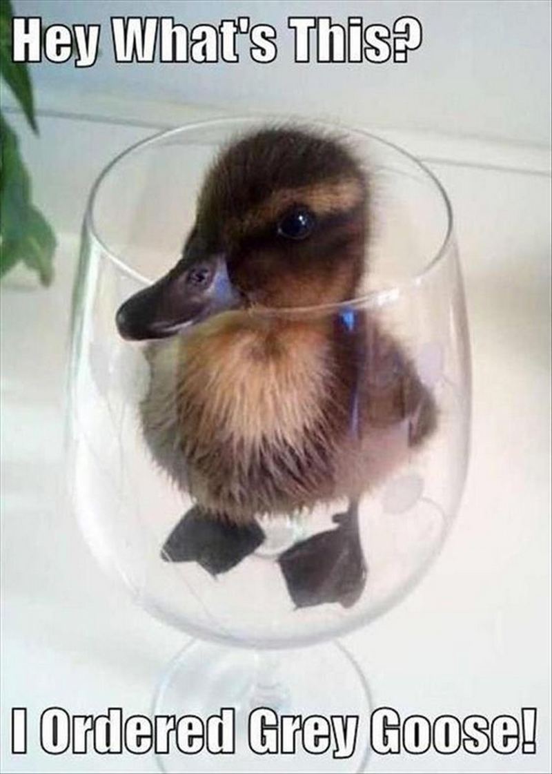 43 Funny Bird Memes for Bird Lovers