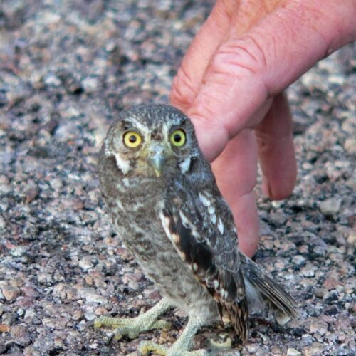 The Tiny But Mighty Elf Owl