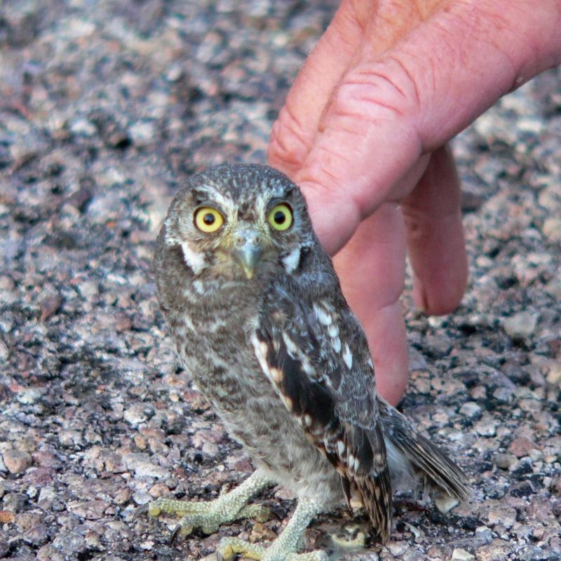 The Tiny But Mighty Elf Owl