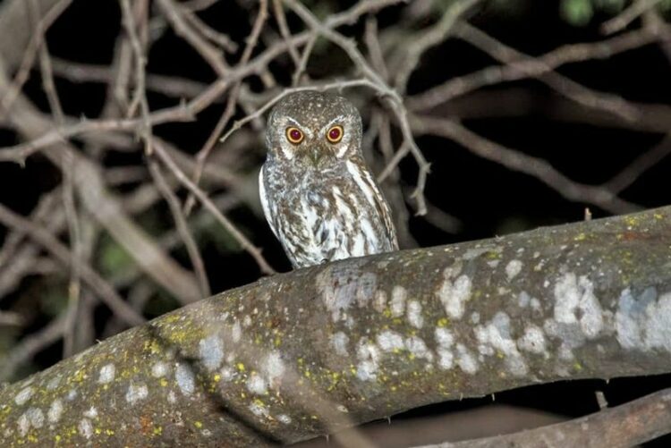 The Tiny But Mighty Elf Owl