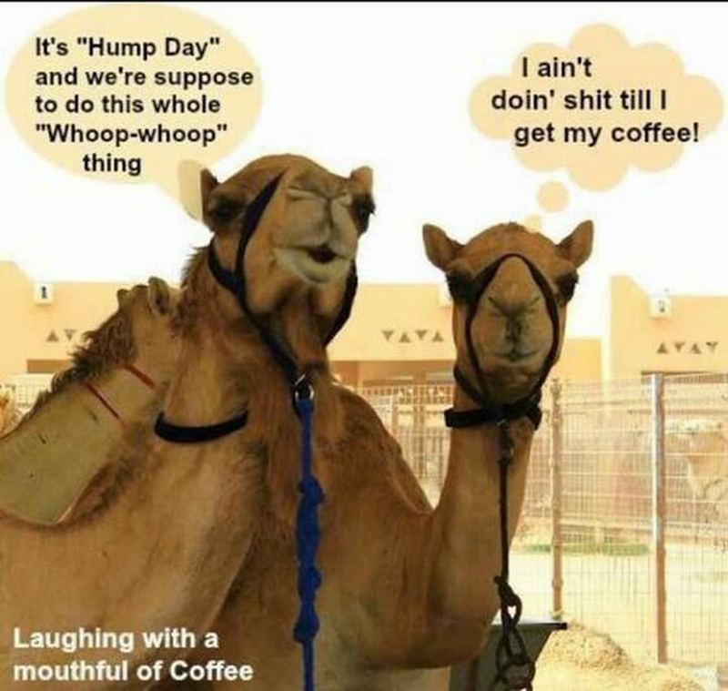 59 Happy Hump Day Memes