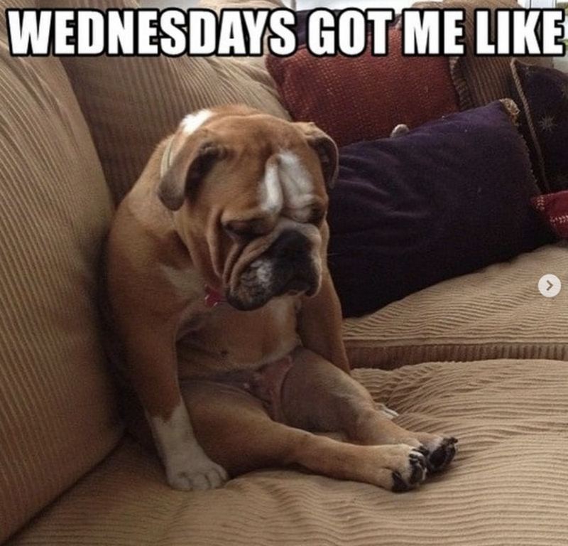 59 Happy Hump Day Memes