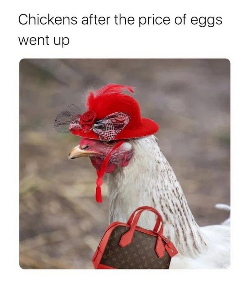 53 Funny Egg Memes That Won’t Break Your Budget