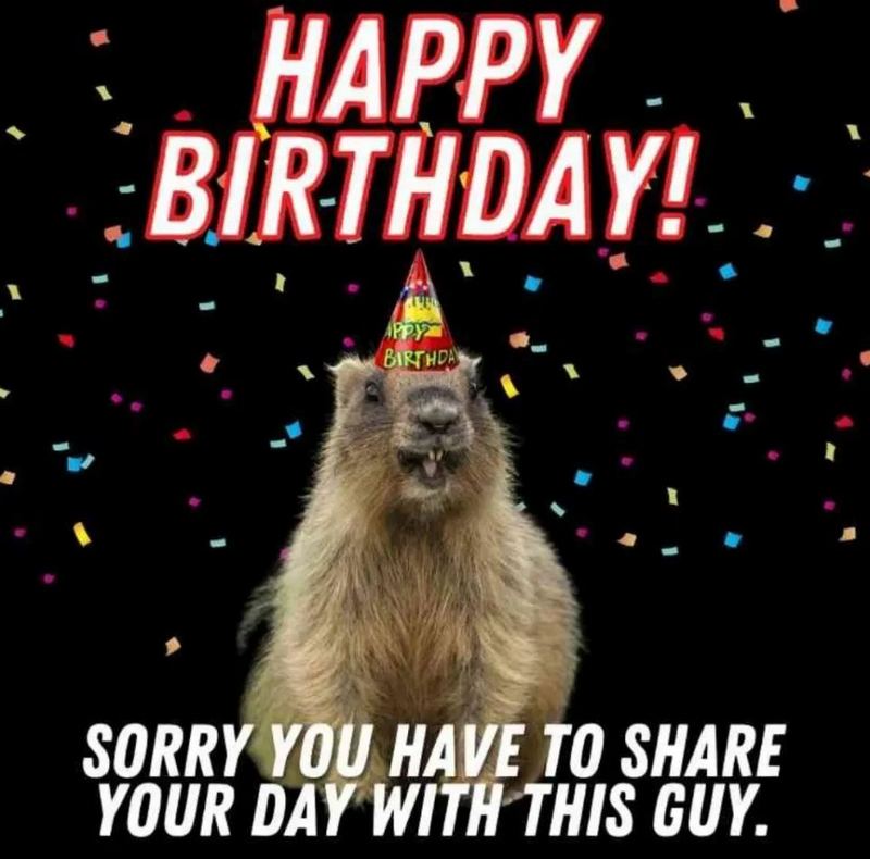 41 Funny Groundhog Day Memes