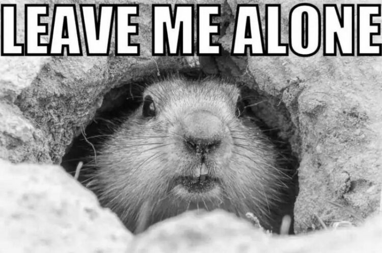 41 Funny Groundhog Day Memes