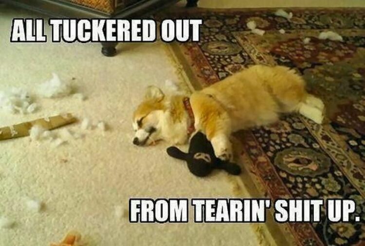 59 Funny Corgi Memes for Dog Lovers