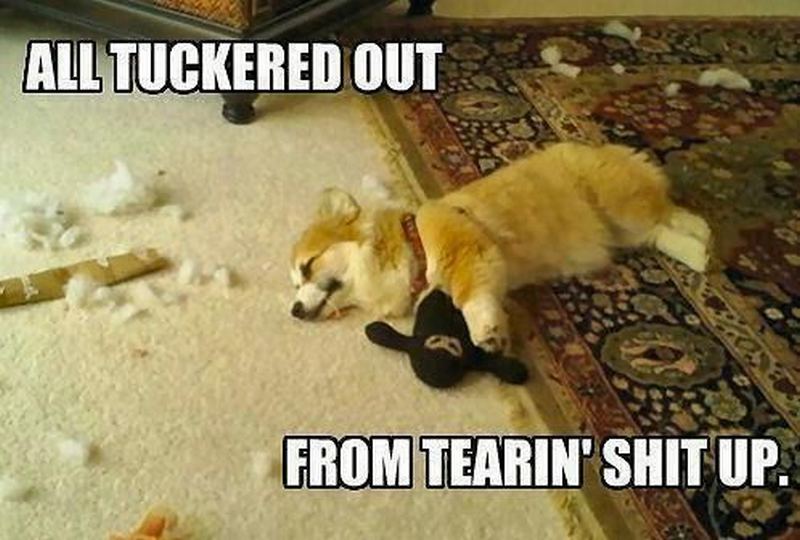 59 Funny Corgi Memes for Dog Lovers