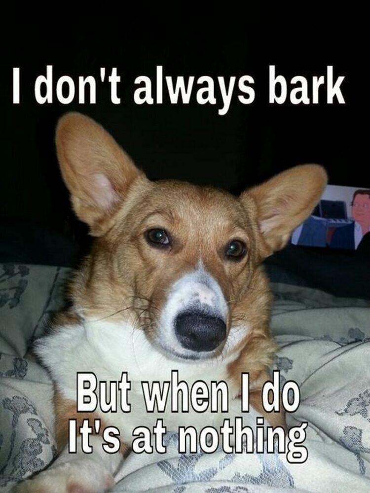 59 Funny Corgi Memes for Dog Lovers