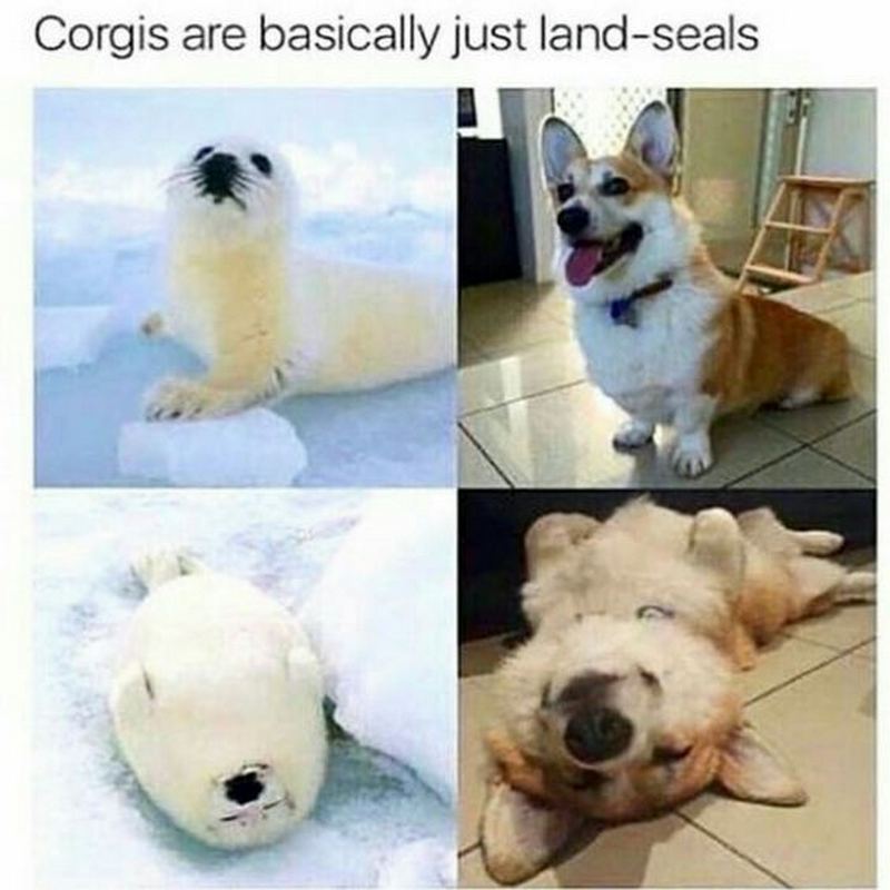 59 Funny Corgi Memes for Dog Lovers
