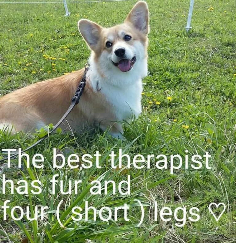 59 Funny Corgi Memes for Dog Lovers
