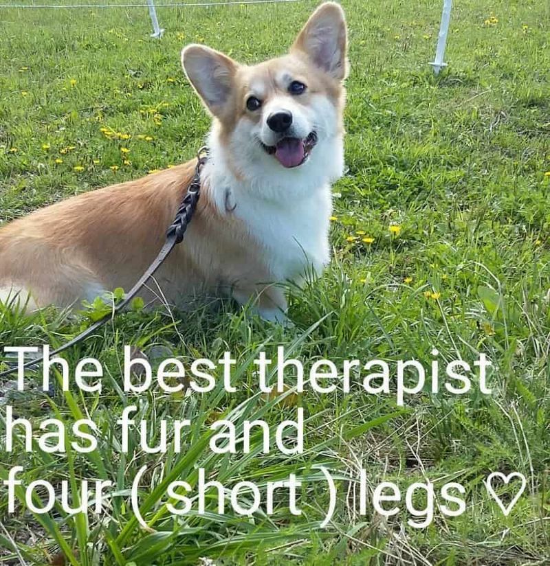 59 Funny Corgi Memes for Dog Lovers