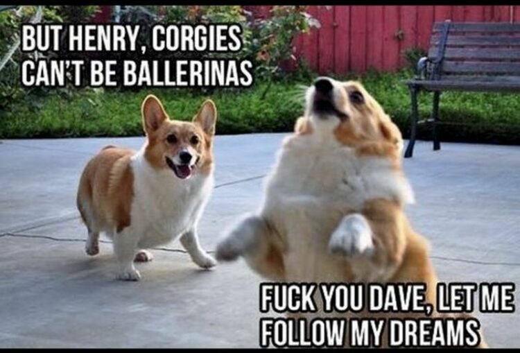 59 Funny Corgi Memes for Dog Lovers