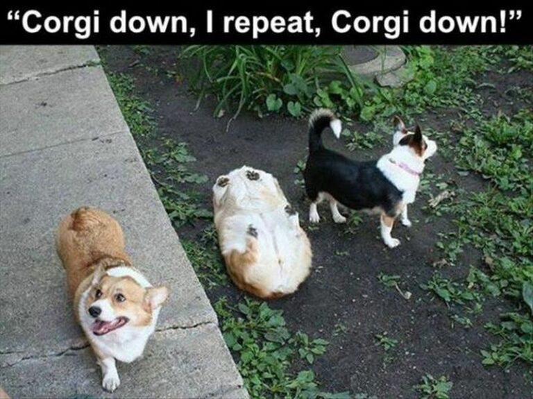 59 Funny Corgi Memes for Dog Lovers
