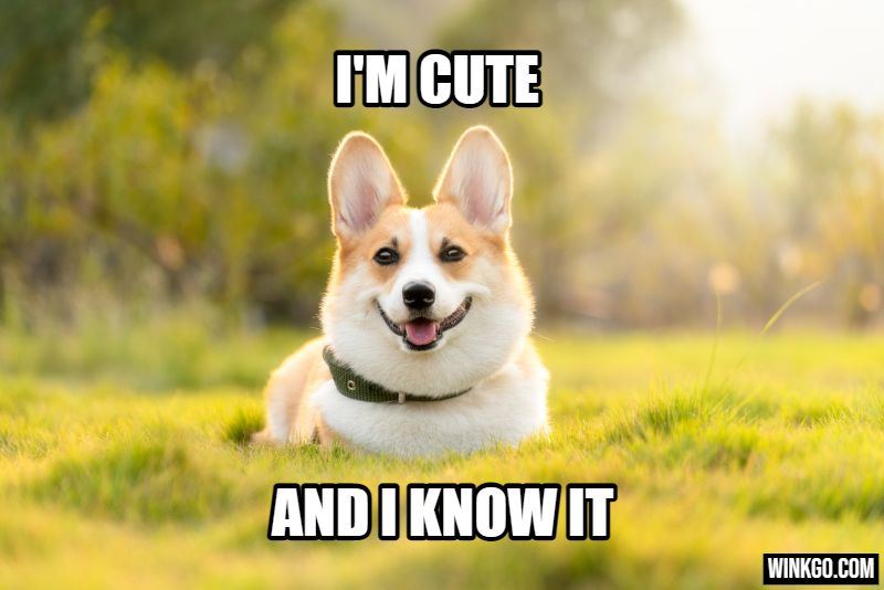59 Funny Corgi Memes for Dog Lovers
