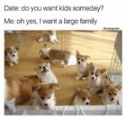 59 Funny Corgi Memes for Dog Lovers