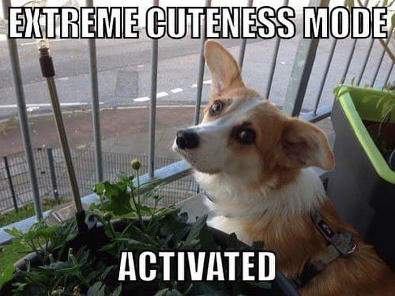 59 Funny Corgi Memes for Dog Lovers