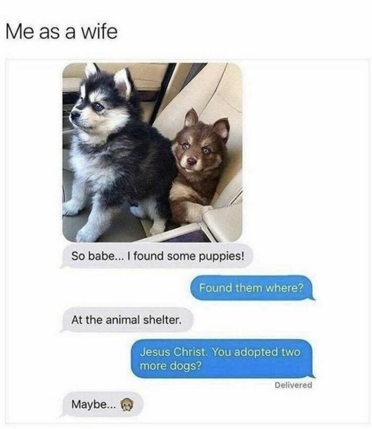 75 Funny and Cute Doggo Memes for Dog Lovers