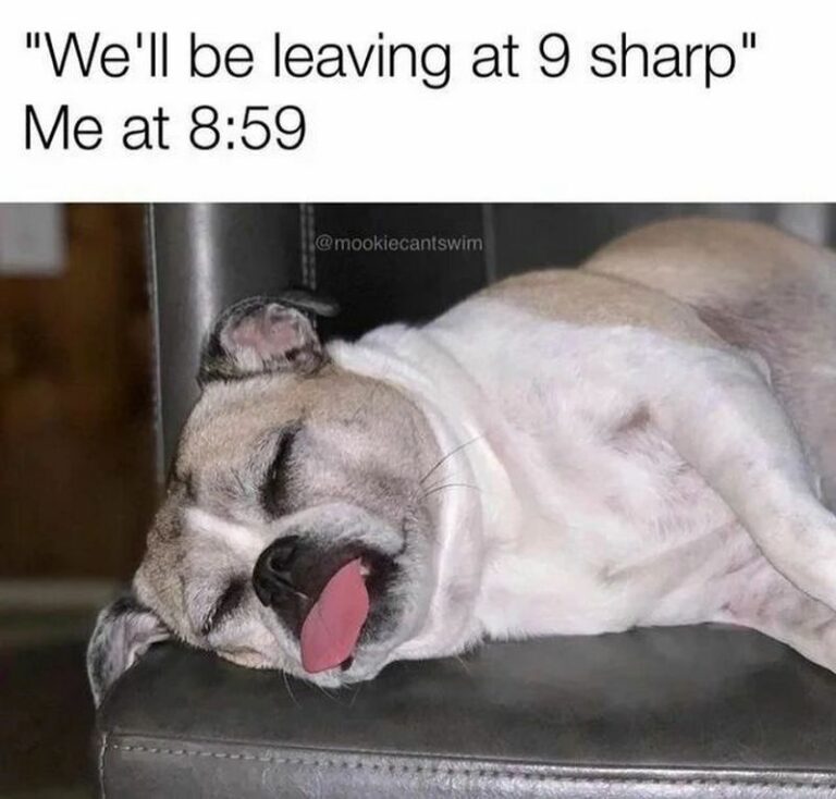 75 Funny and Cute Doggo Memes for Dog Lovers