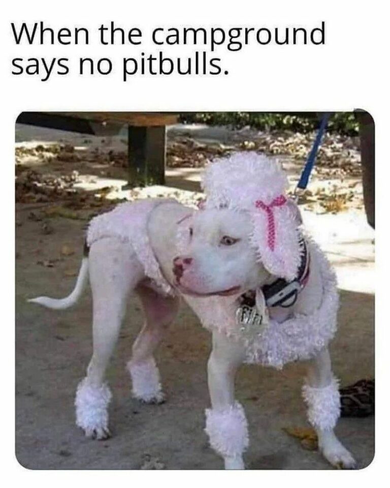 75 Funny and Cute Doggo Memes for Dog Lovers