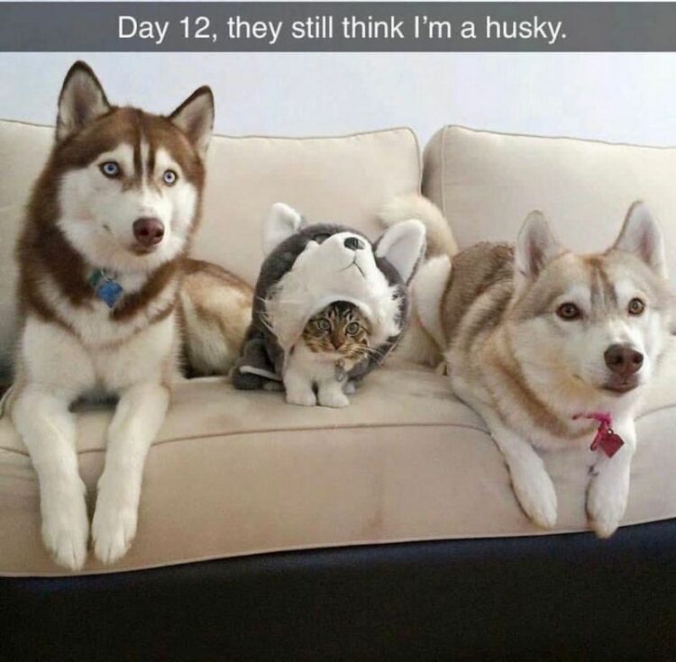 75 Funny and Cute Doggo Memes for Dog Lovers