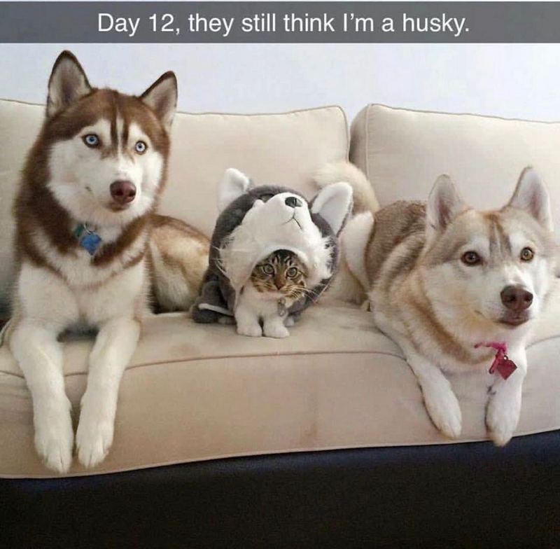 75 Funny and Cute Doggo Memes for Dog Lovers