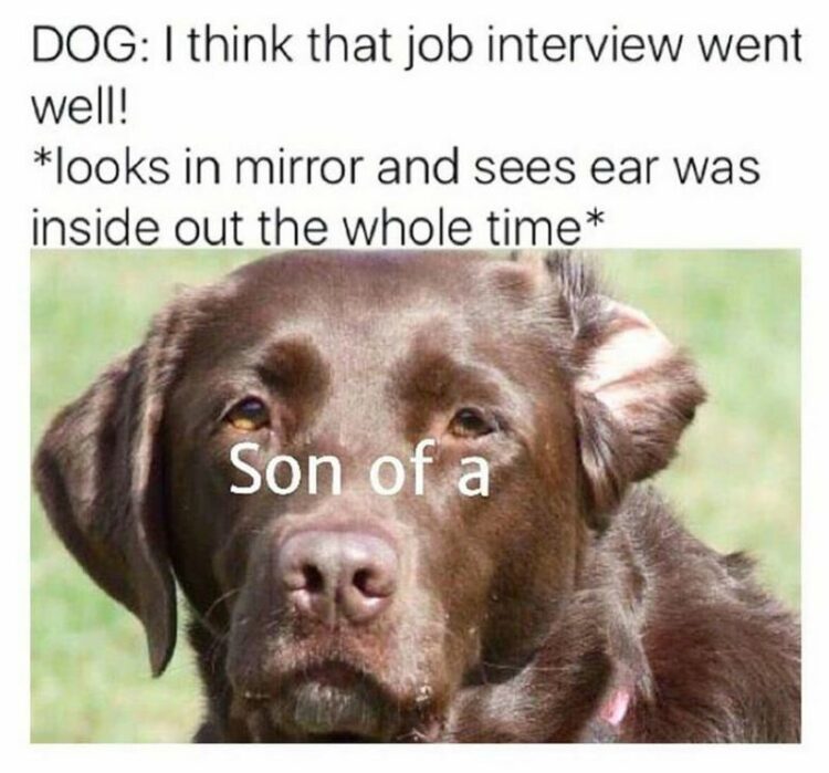 75 Funny and Cute Doggo Memes for Dog Lovers