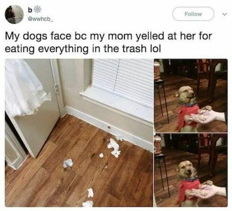 75 Funny and Cute Doggo Memes for Dog Lovers