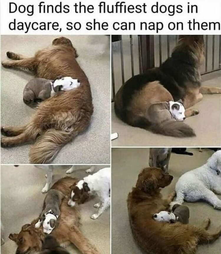 75 Funny and Cute Doggo Memes for Dog Lovers