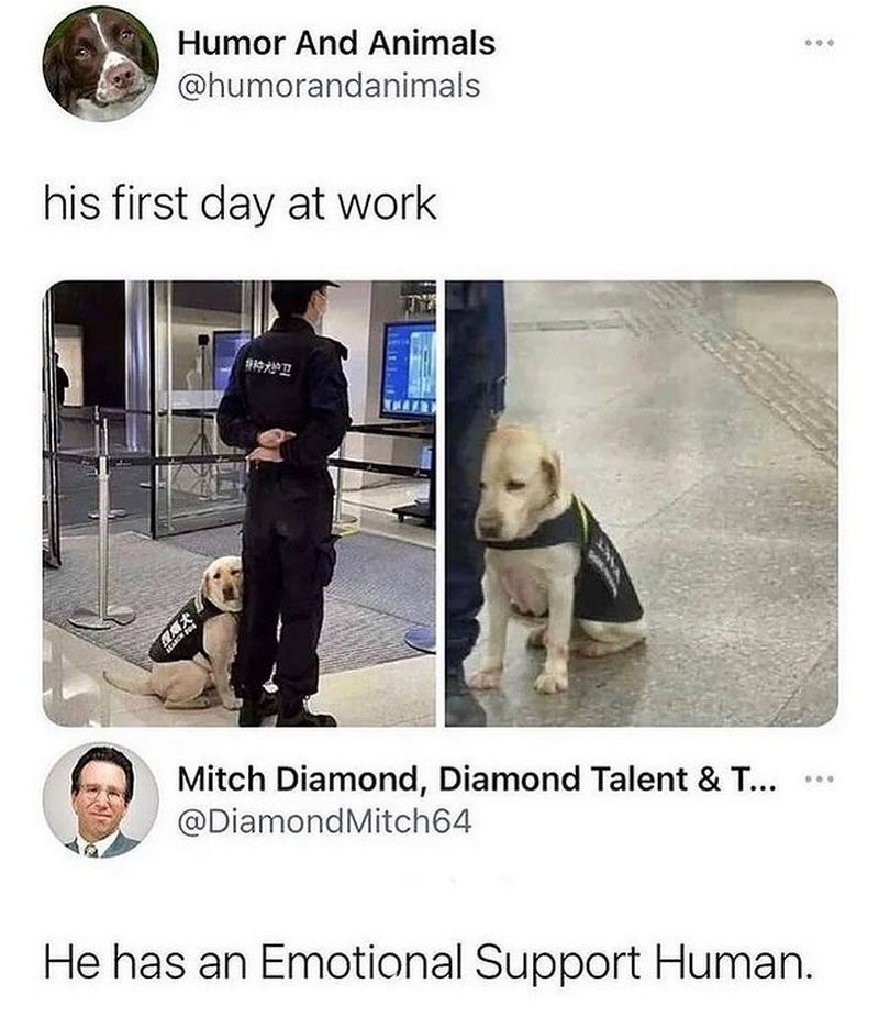 75 Funny and Cute Doggo Memes for Dog Lovers